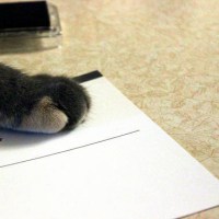MorristheCatNotary – We come to you for all your notary needs!