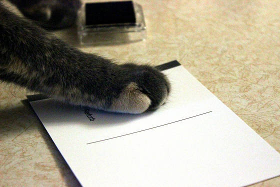 Morris the Cat Notary – MorristheCatNotary